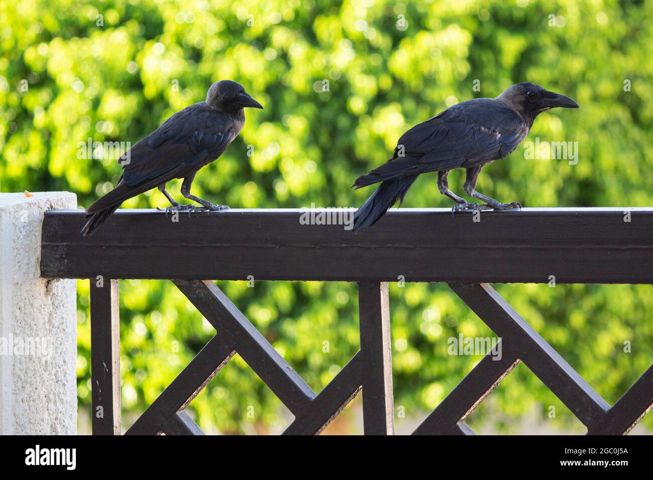 Two Egyptian crows sitting on the parapet Stock Photo - Alamy