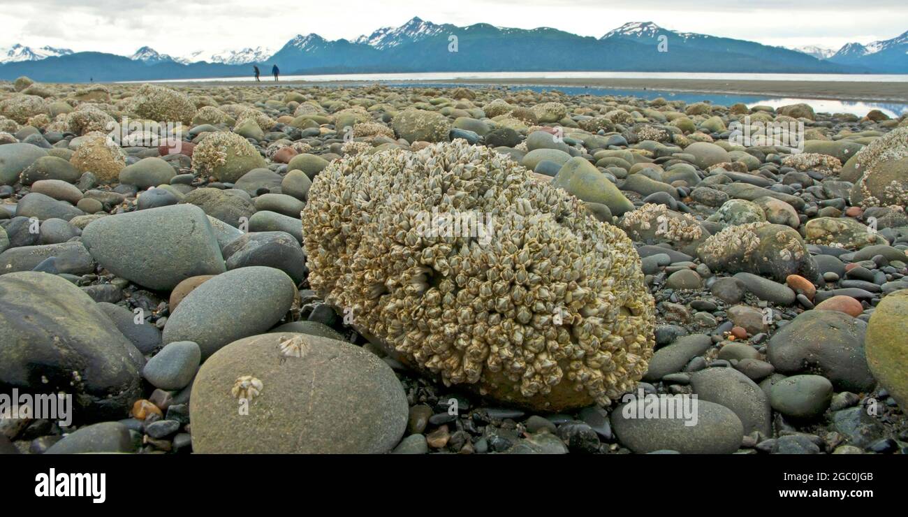 Homer spit beach Stock Photo - Alamy