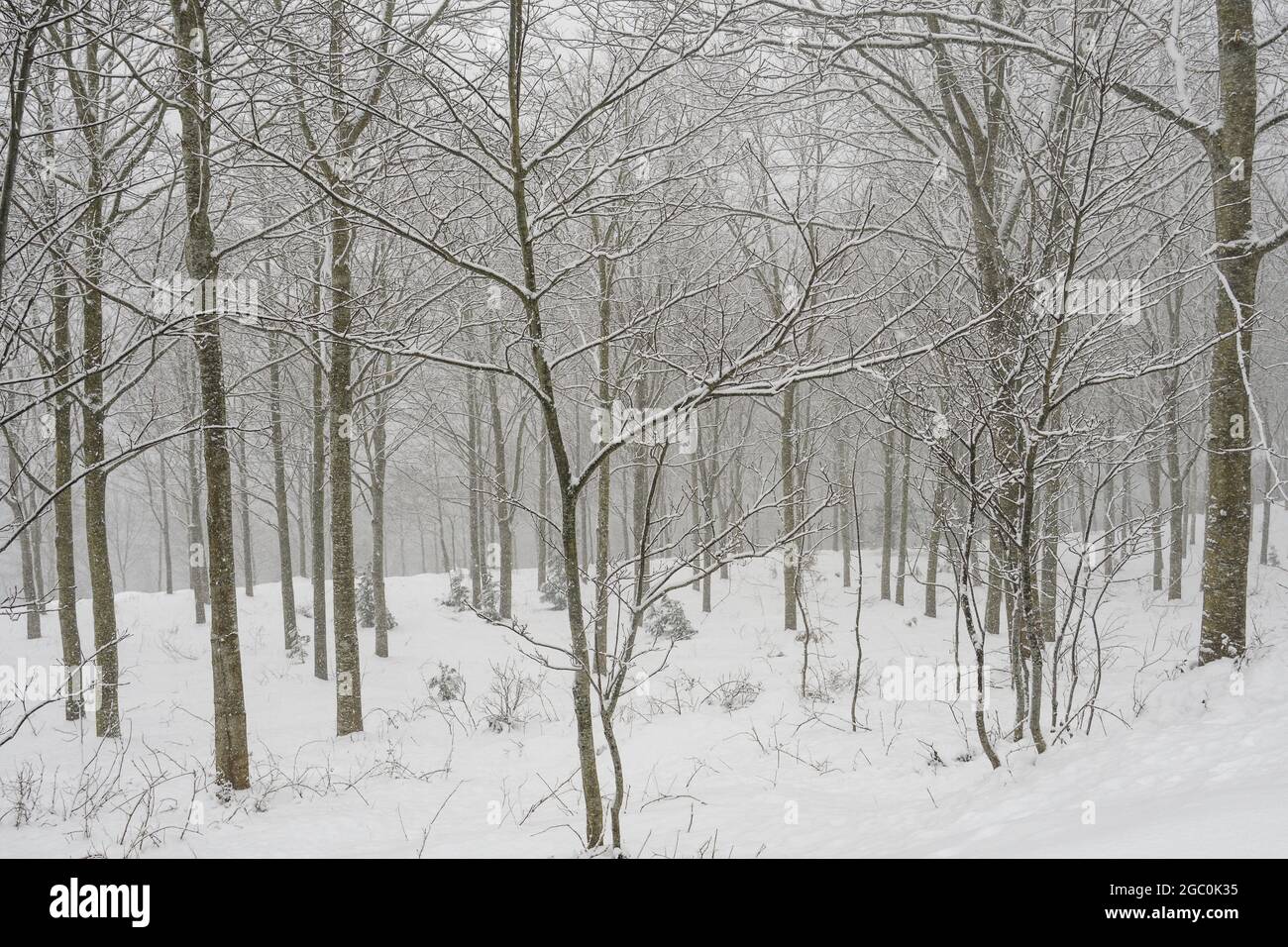 Snowy deciduous forest Stock Photo - Alamy