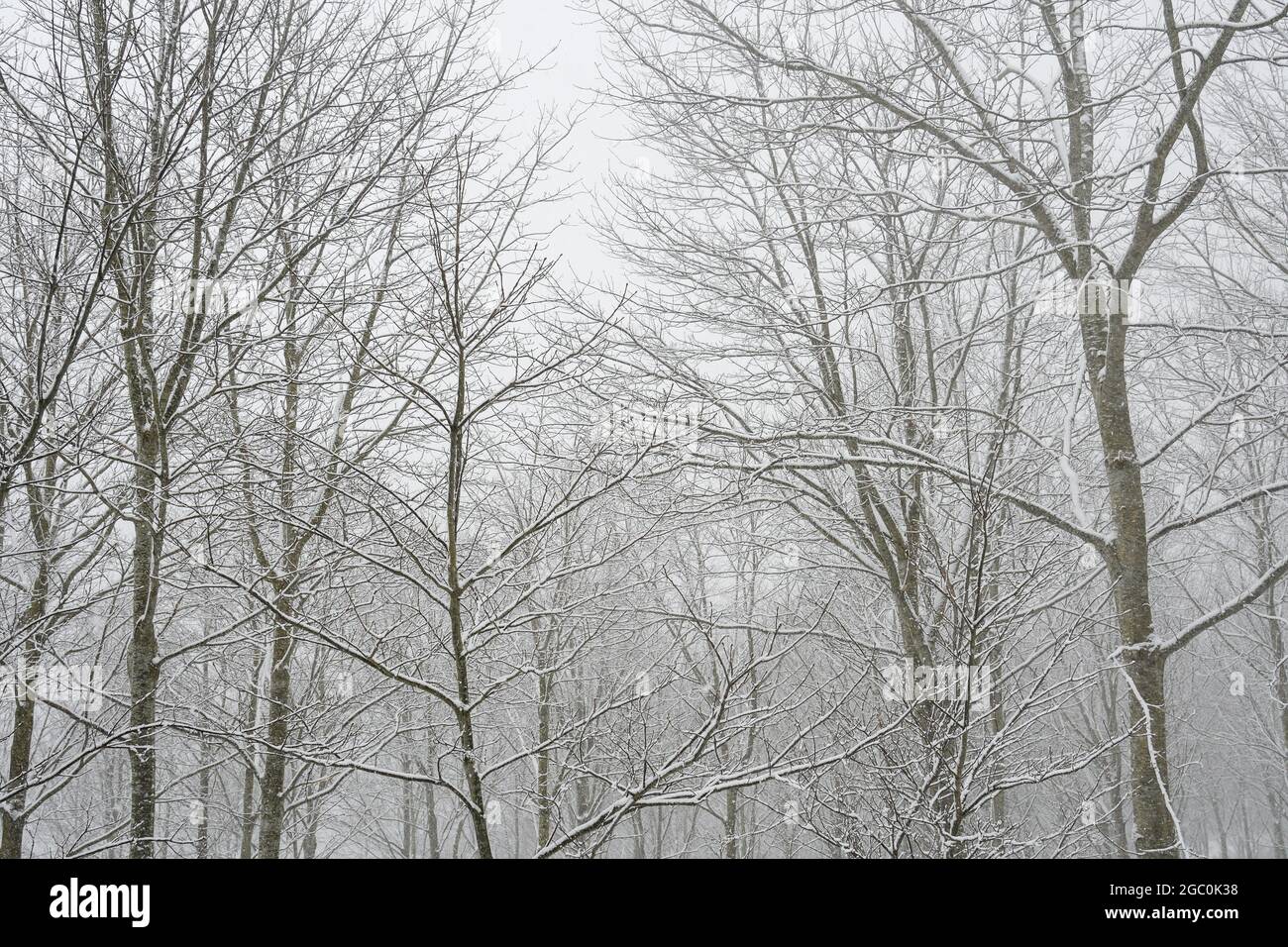 Snowy deciduous forest Stock Photo - Alamy