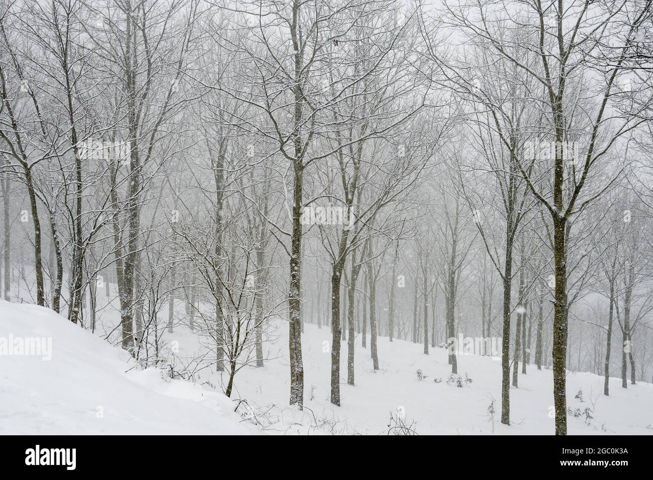 Snowy deciduous forest Stock Photo - Alamy