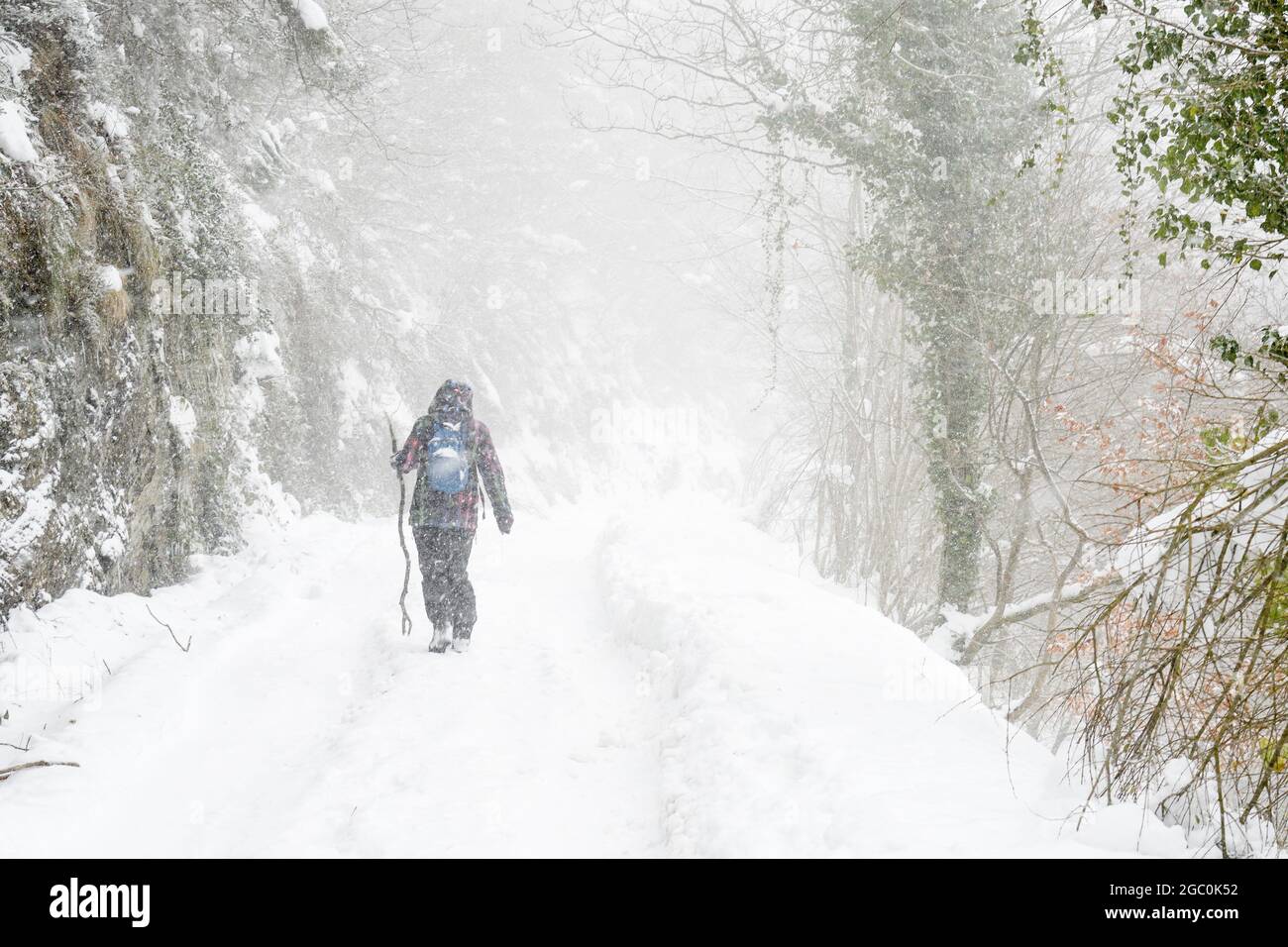 Mountaineer walking through the snow blizzard on a forest track Stock ...