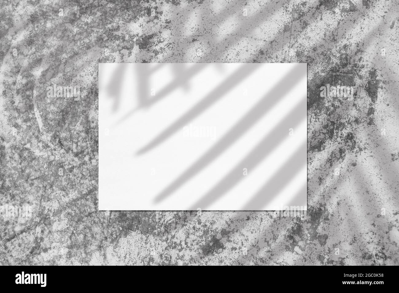 Empty white horizontal rectangle poster mockups with soft palm leaves ...