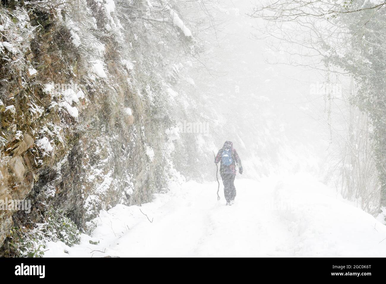 Mountaineer walking through the snow blizzard on a forest track Stock ...