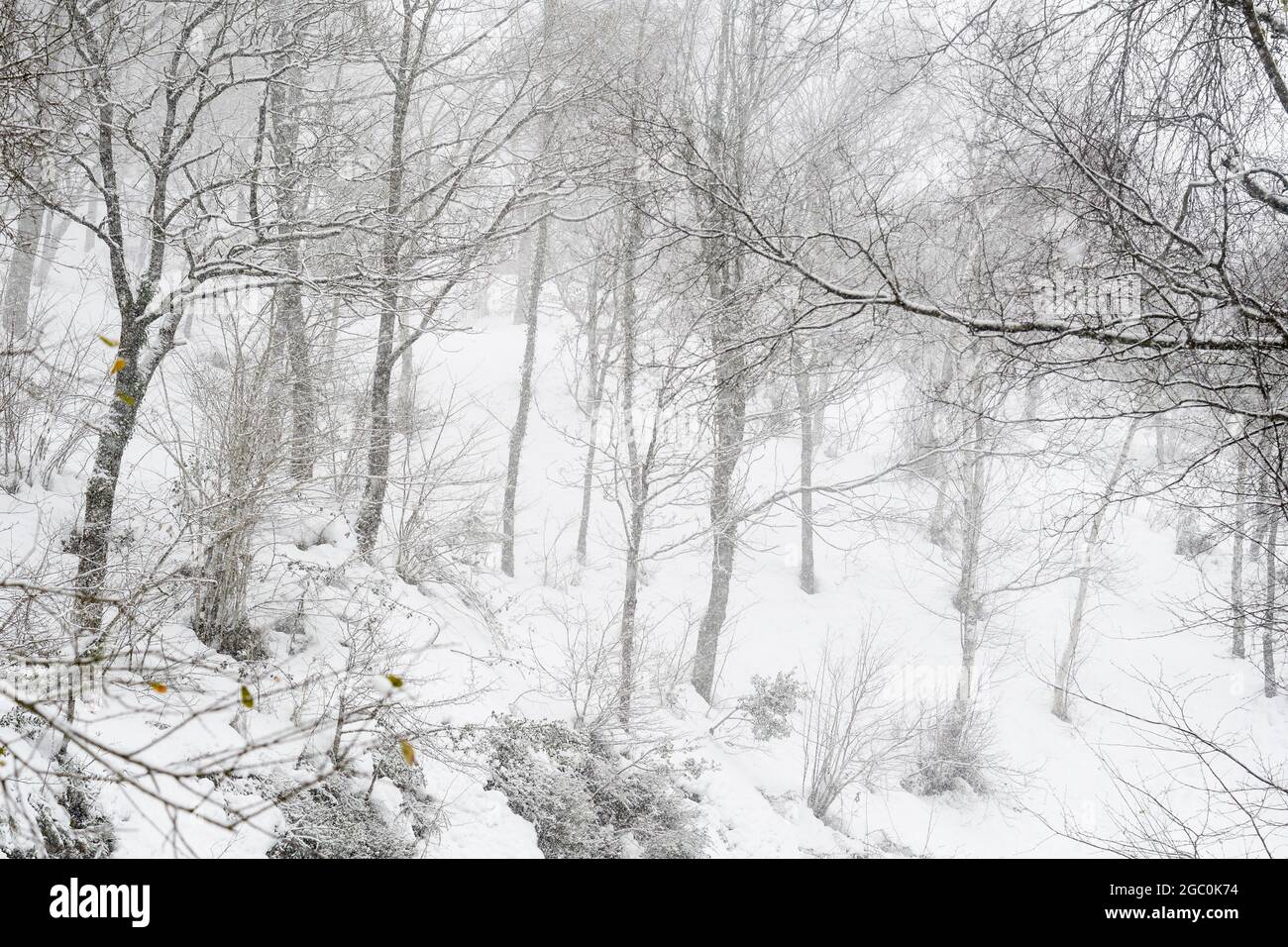 Snowy deciduous forest Stock Photo - Alamy