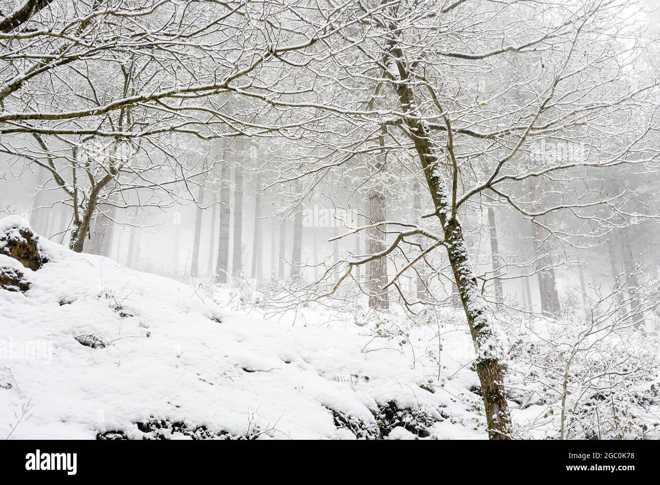 Snowy deciduous forest Stock Photo - Alamy