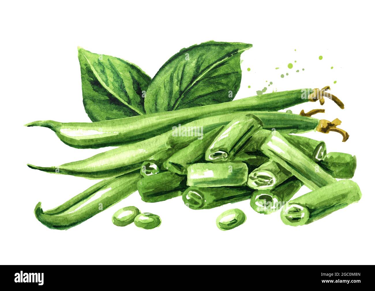 Fresh green beans, whole and cut. Watercolor hand drawn illustration ...
