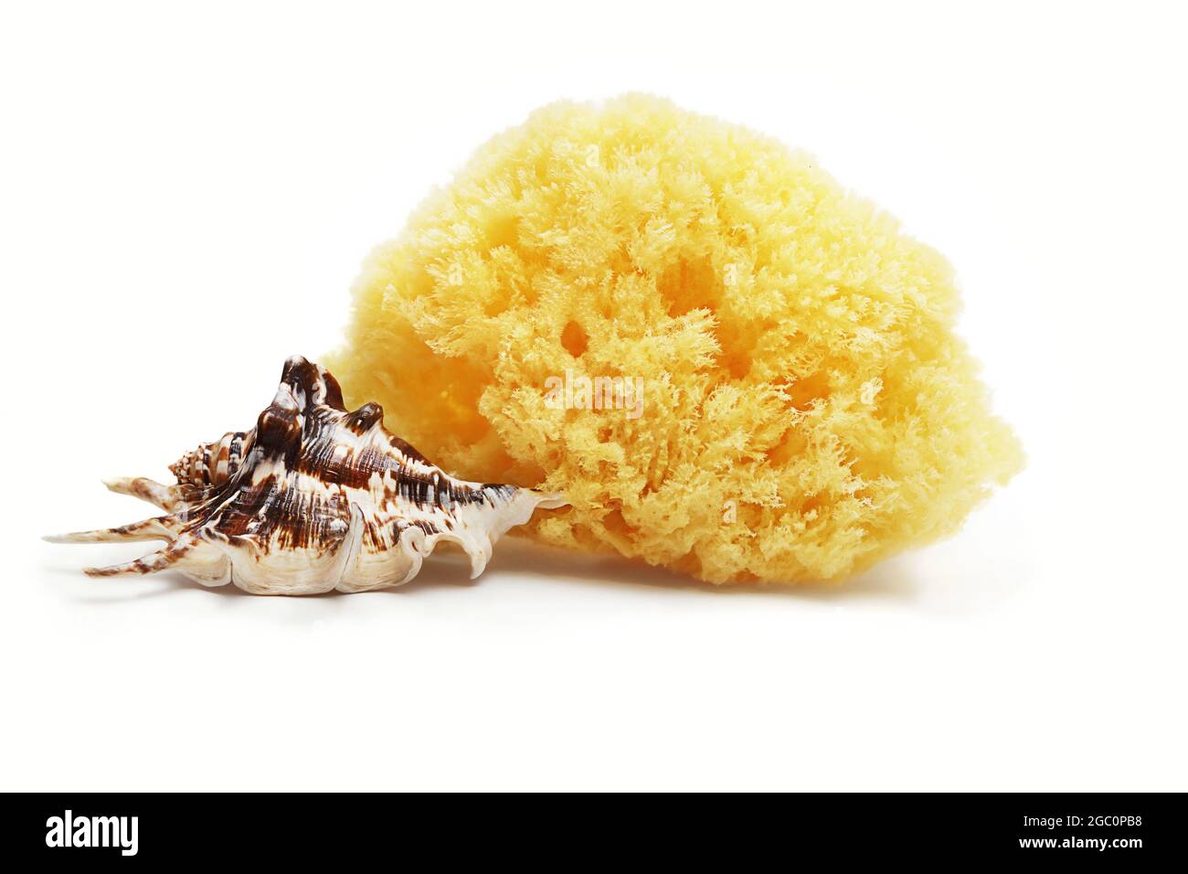 Natural sponge and sea shell isolated on white background. Spa and ...