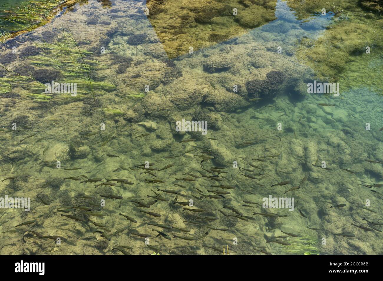 Rocks under transparent water of the sea Stock Photo - Alamy