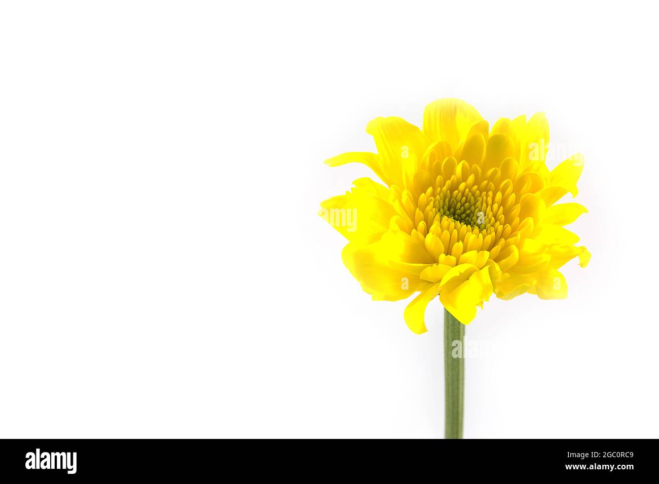 Colorful autumn flower border Cut Out Stock Images & Pictures - Alamy