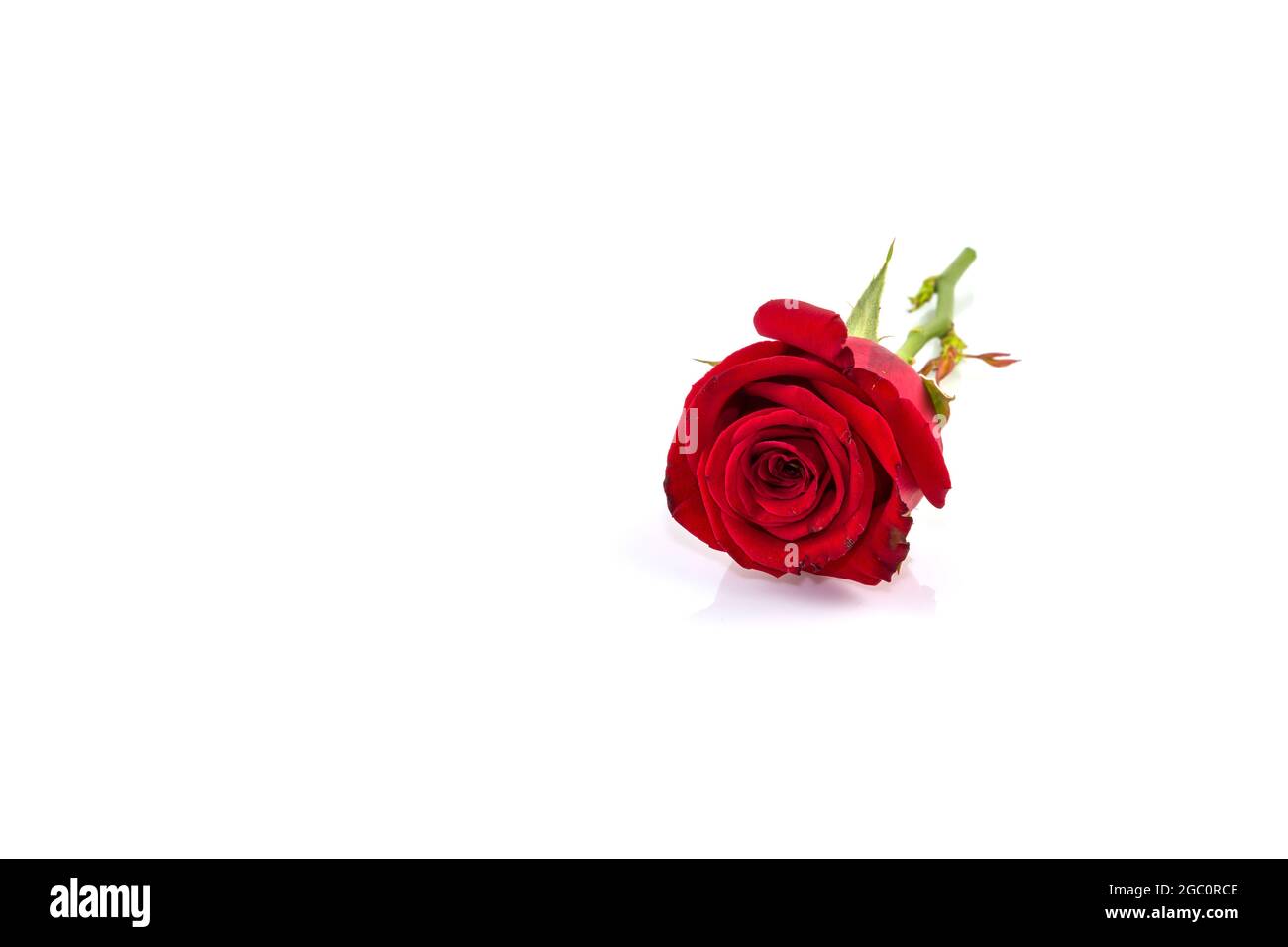 red rose isolated on white background Stock Photo - Alamy