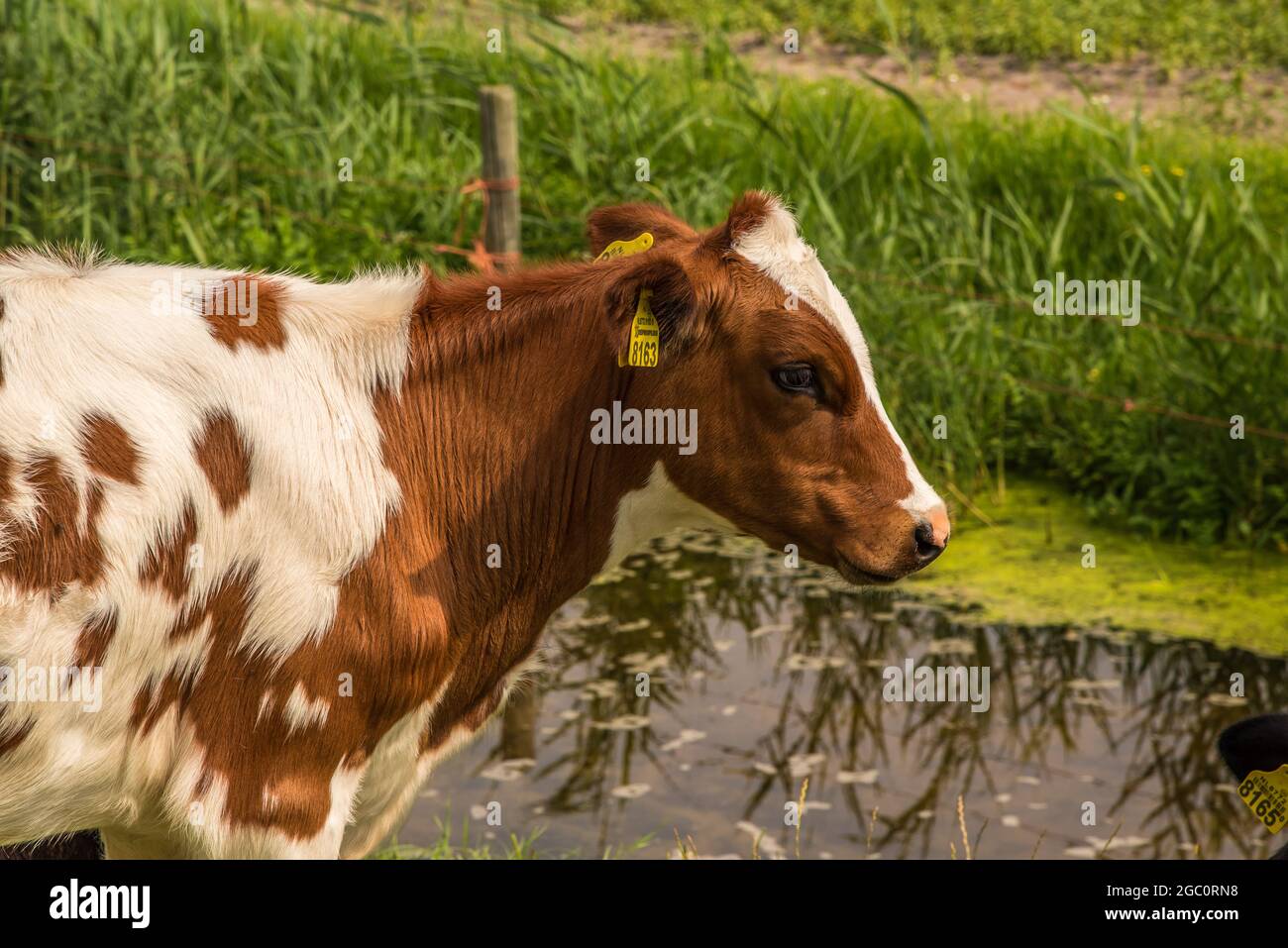 Schagen, the Netherlands. July 2021. Cows in a meadow. Dutch landscape ...