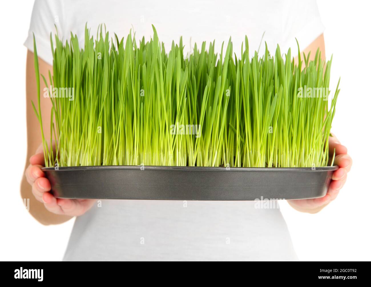 Hands holding growing grass isolated on white Stock Photo - Alamy