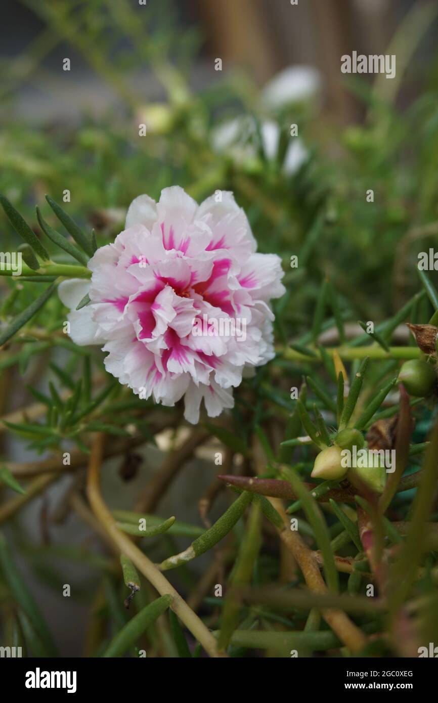 Krokot sayur hi-res stock photography and images - Alamy