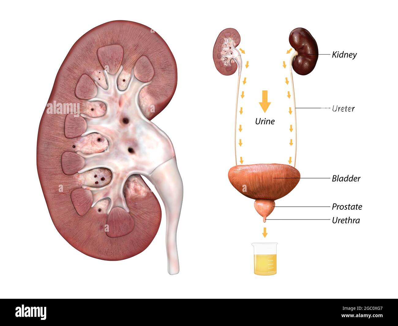 Scientific medical illustration of kidneys and bladder anatomy 3d ...