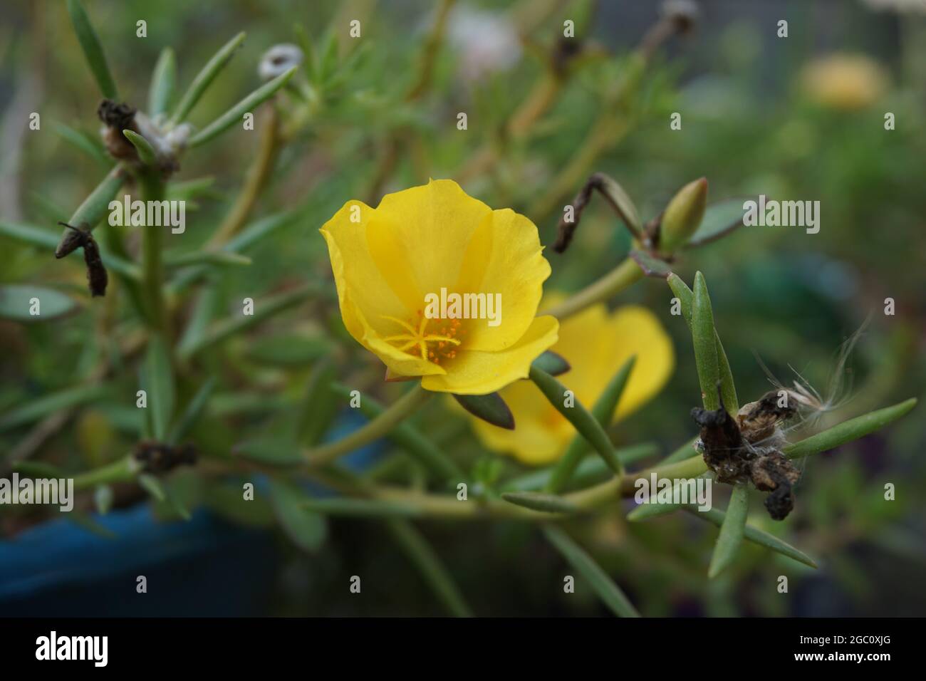 Krokot sayur hi-res stock photography and images - Alamy