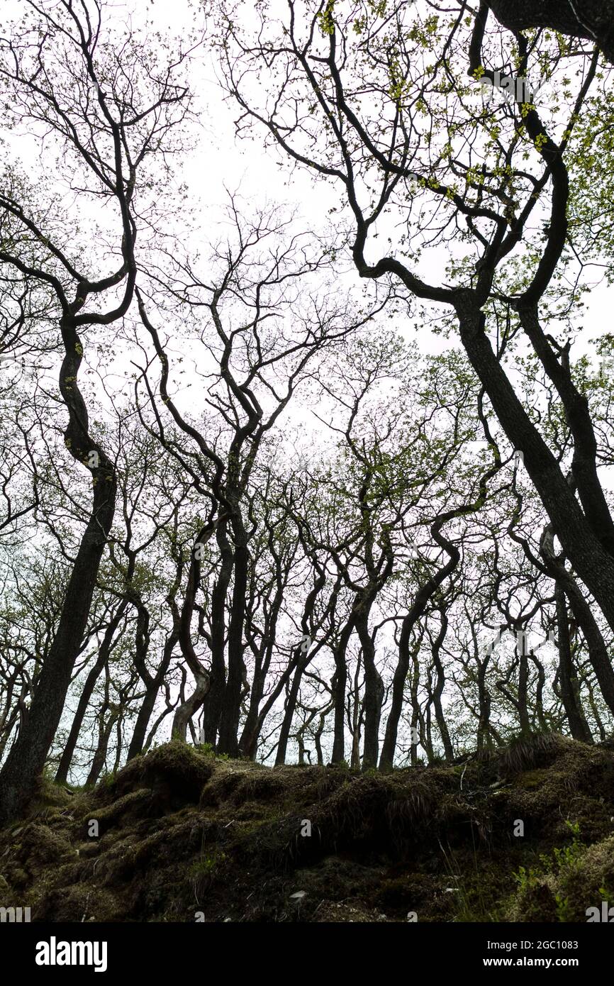 Interesting trees with thin spindle curvy trunks in the Yorkshire Dales ...
