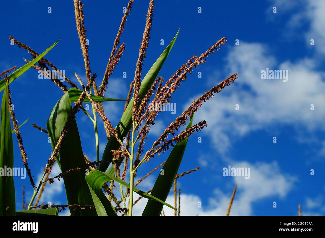 Male flowers of a maize plant Stock Photo - Alamy