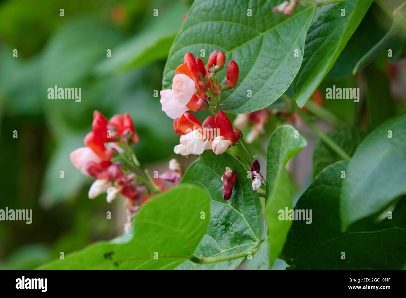 Runner beans with multiple coloured flowers and green leaves seen in ...