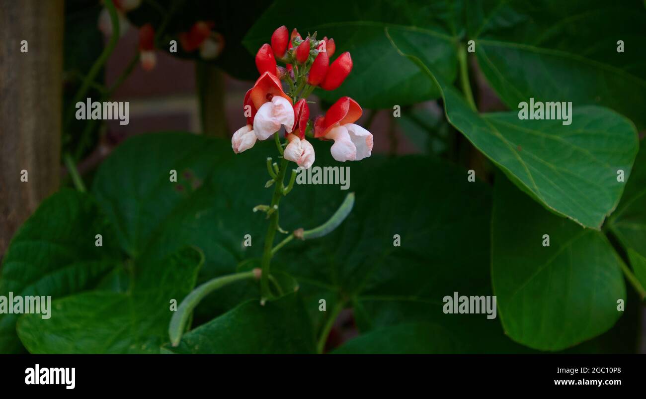 Bean plant flowering isolated hi-res stock photography and images - Alamy