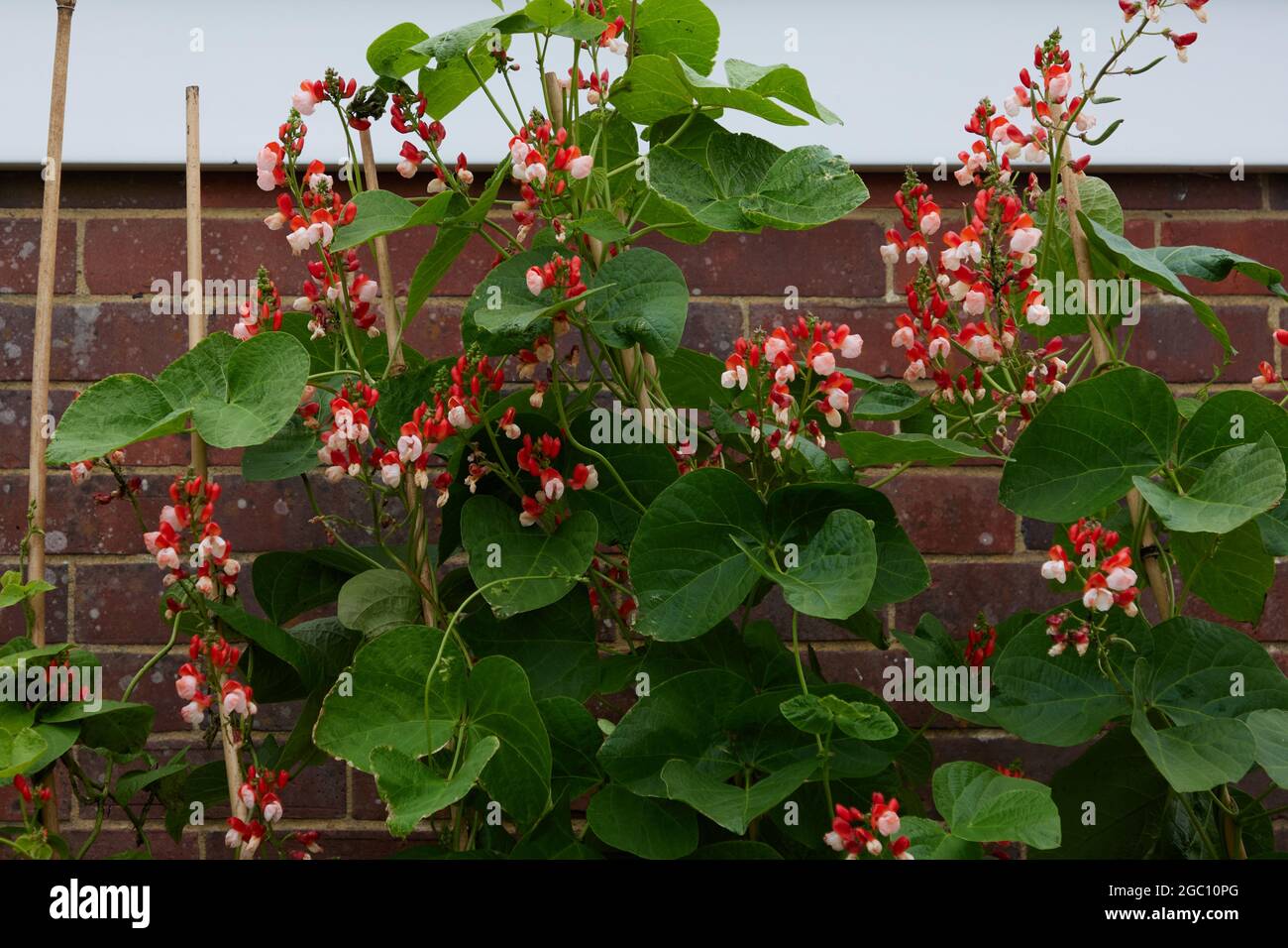 Runner beans with multiple coloured flowers and green leaves seen in ...
