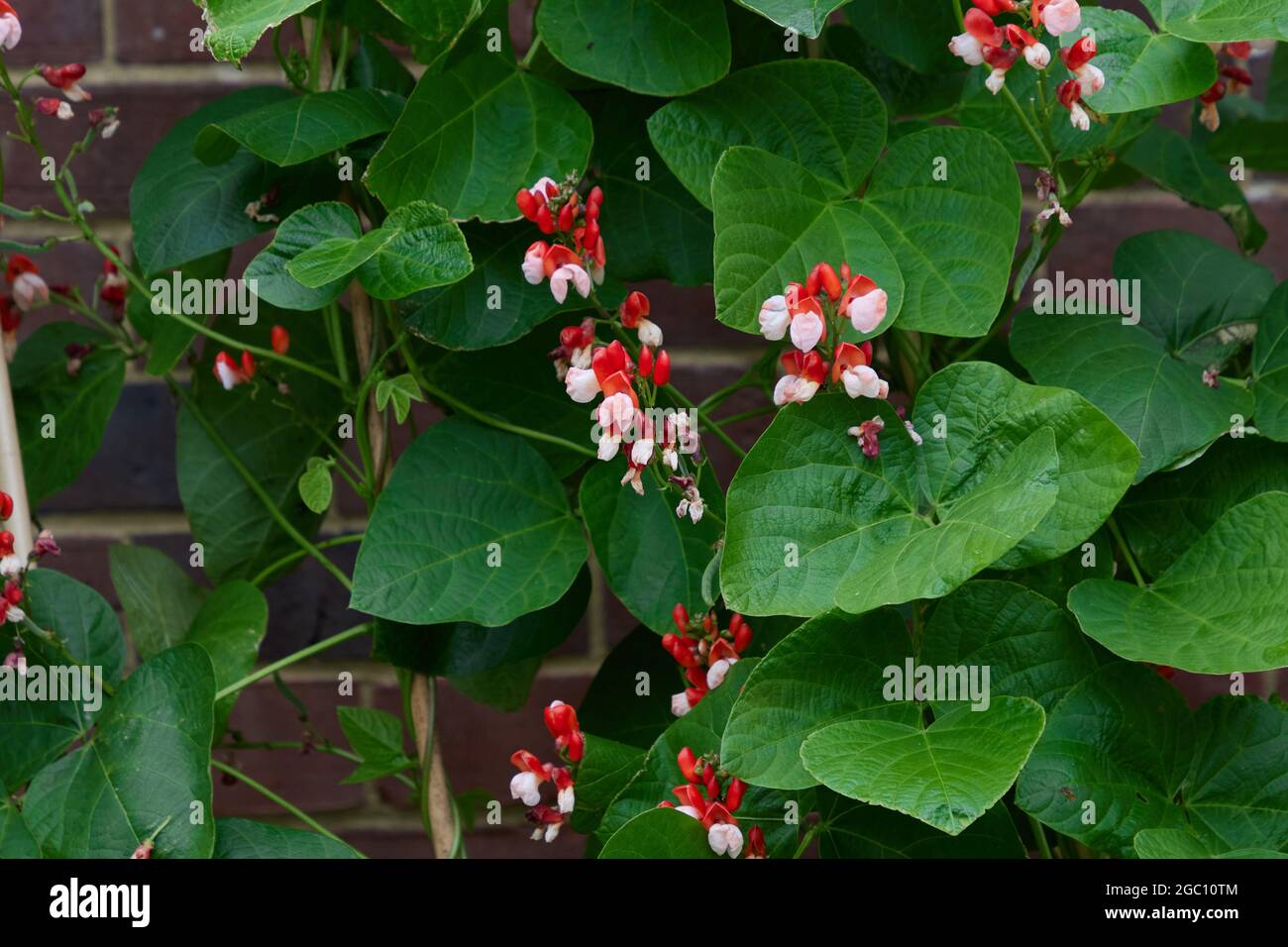 Runner beans with multiple coloured flowers and green leaves seen in ...