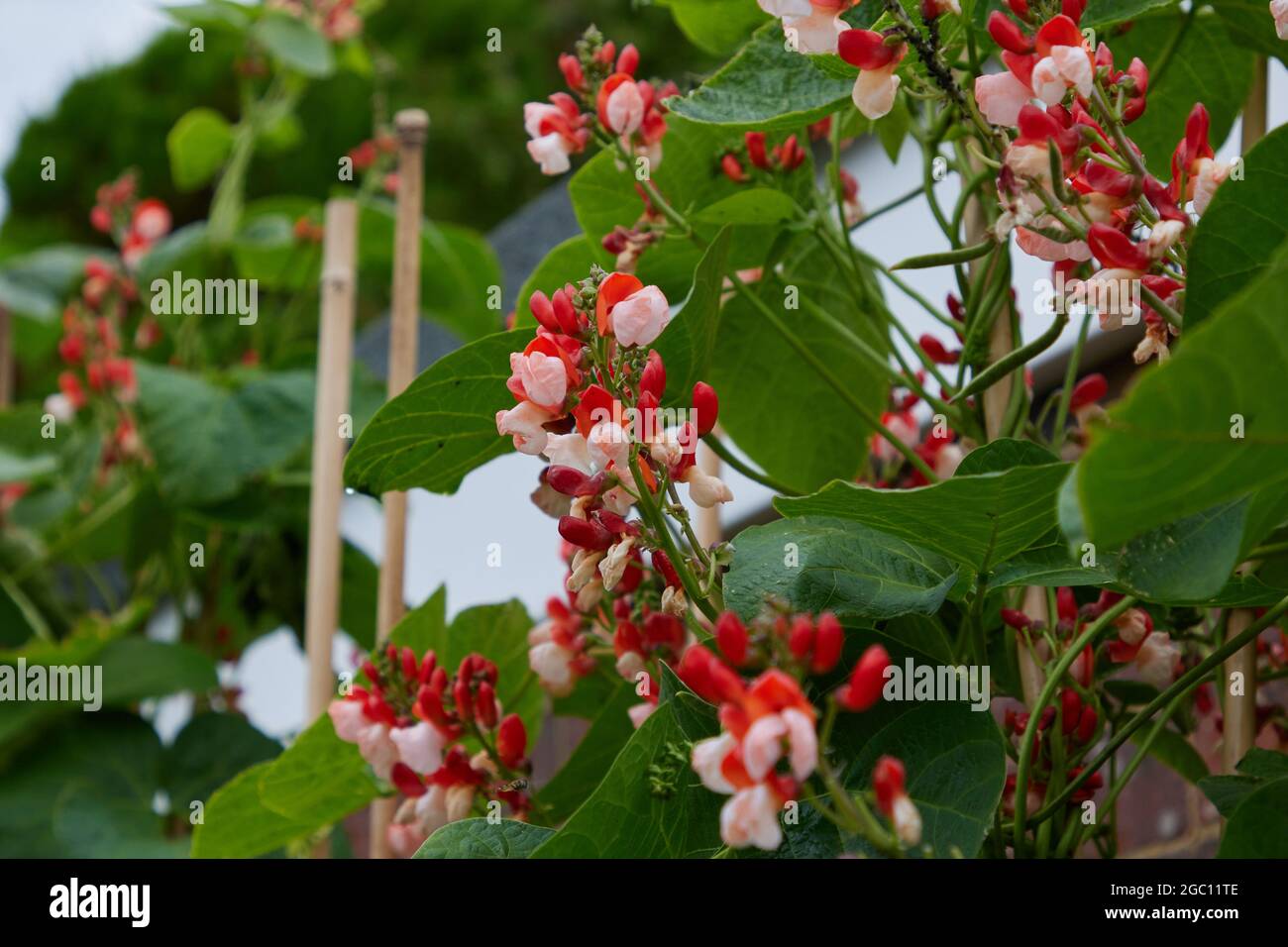 Runner beans with multiple coloured flowers and green leaves seen in ...