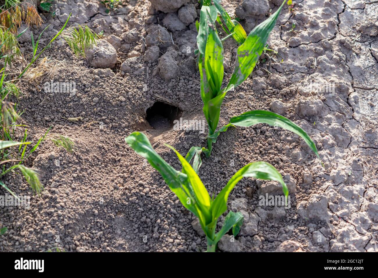 Mouse hole in the ground Stock Photo - Alamy