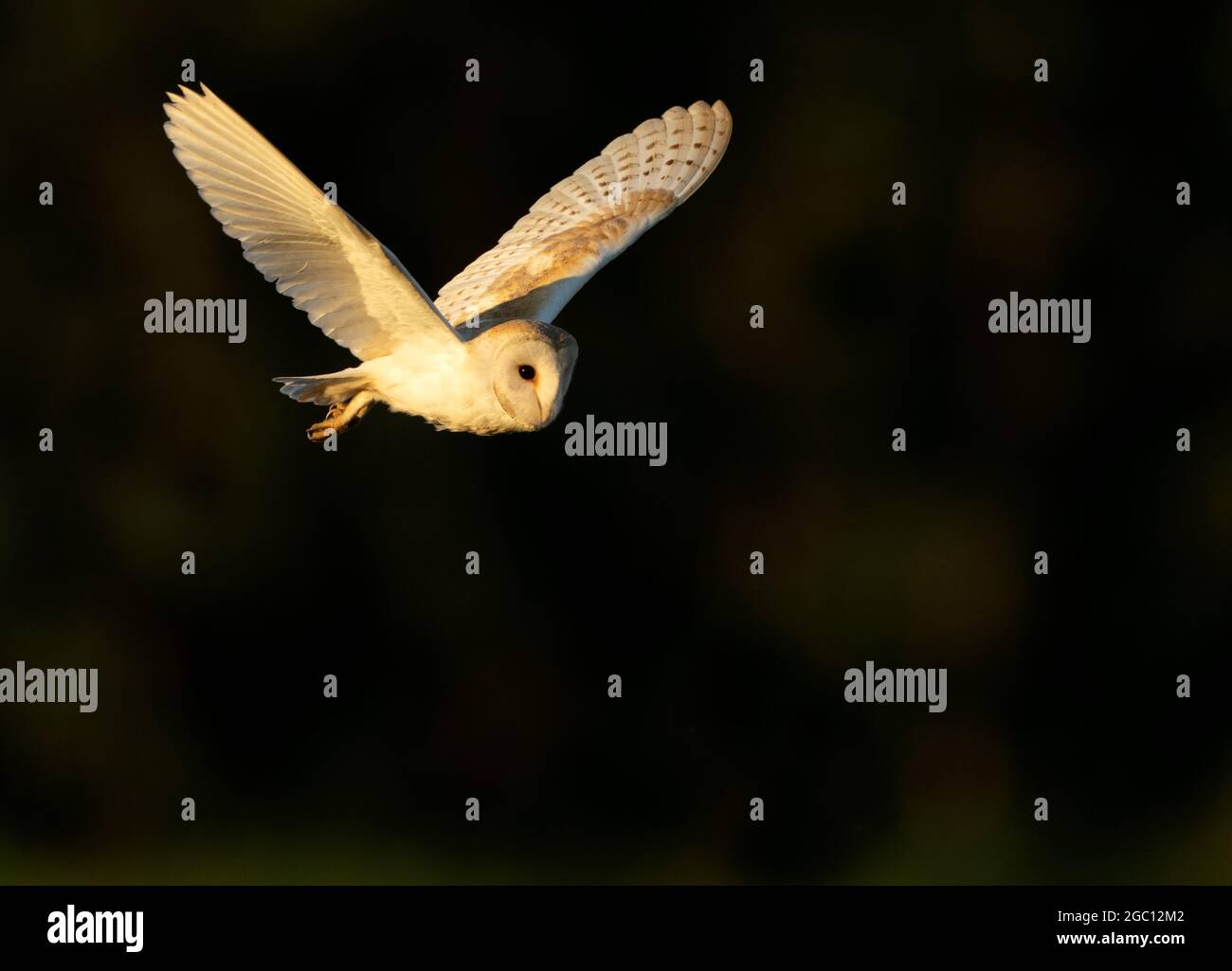 A wild Barn Owl (Tyto alba) in flight at sunset, Norfolk Stock Photo ...