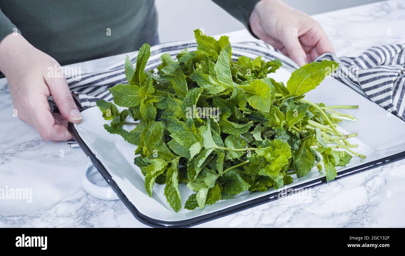 Bunch of fresh organic mint from the summer garden Stock Photo - Alamy