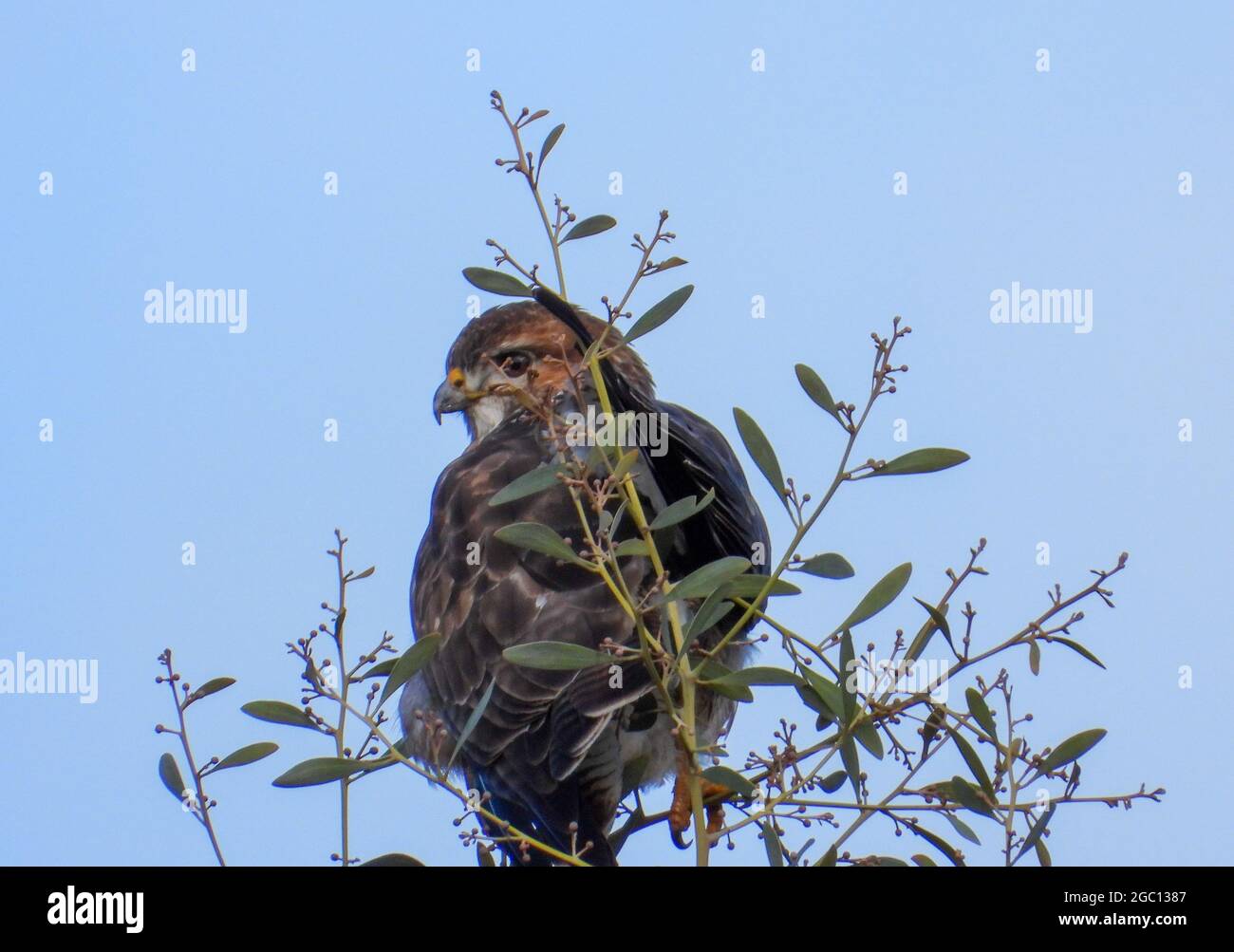 A forest buzzard isolated perched at the top of a small tree Stock ...
