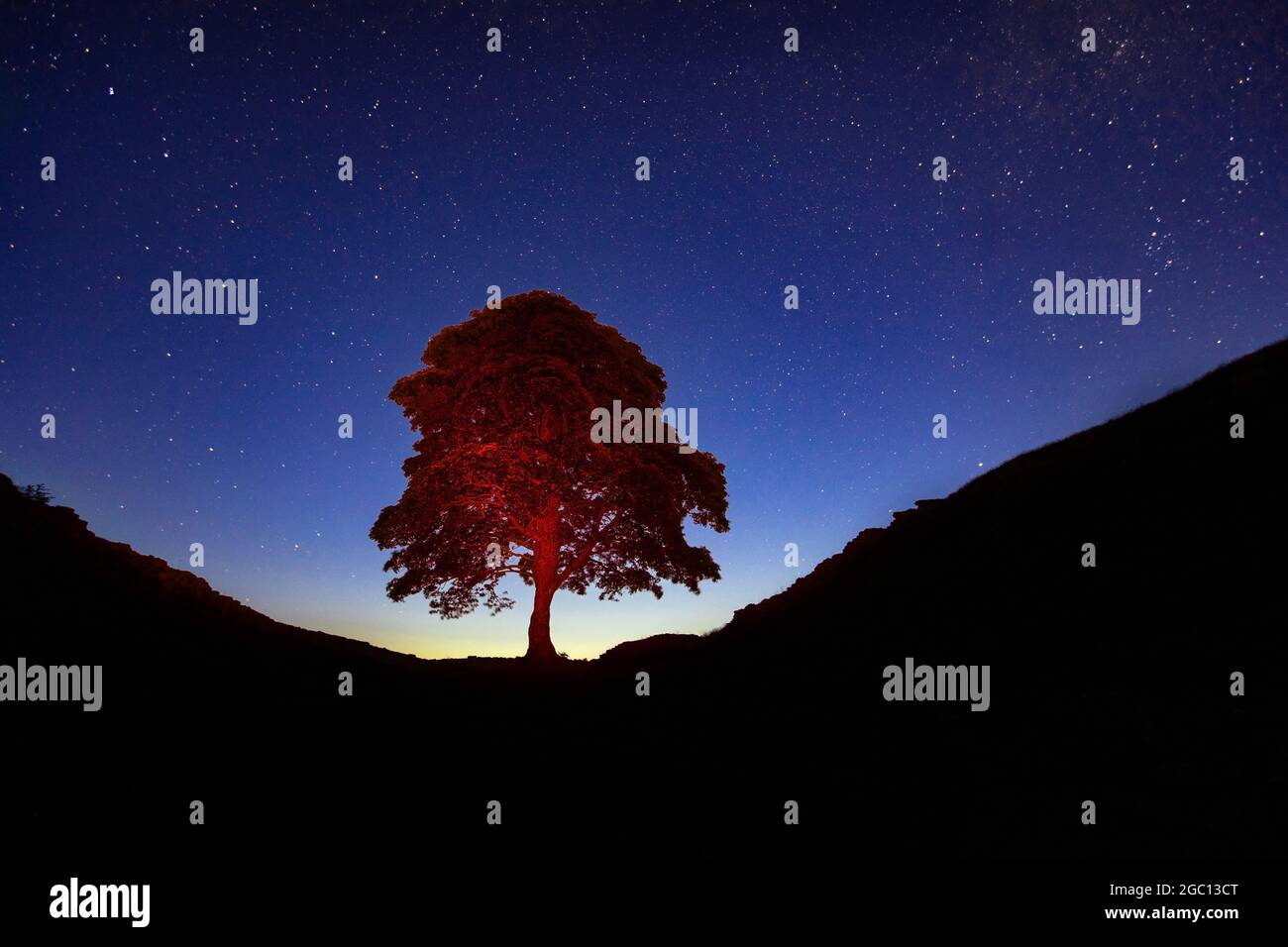 Sycamore trees night hi-res stock photography and images - Alamy