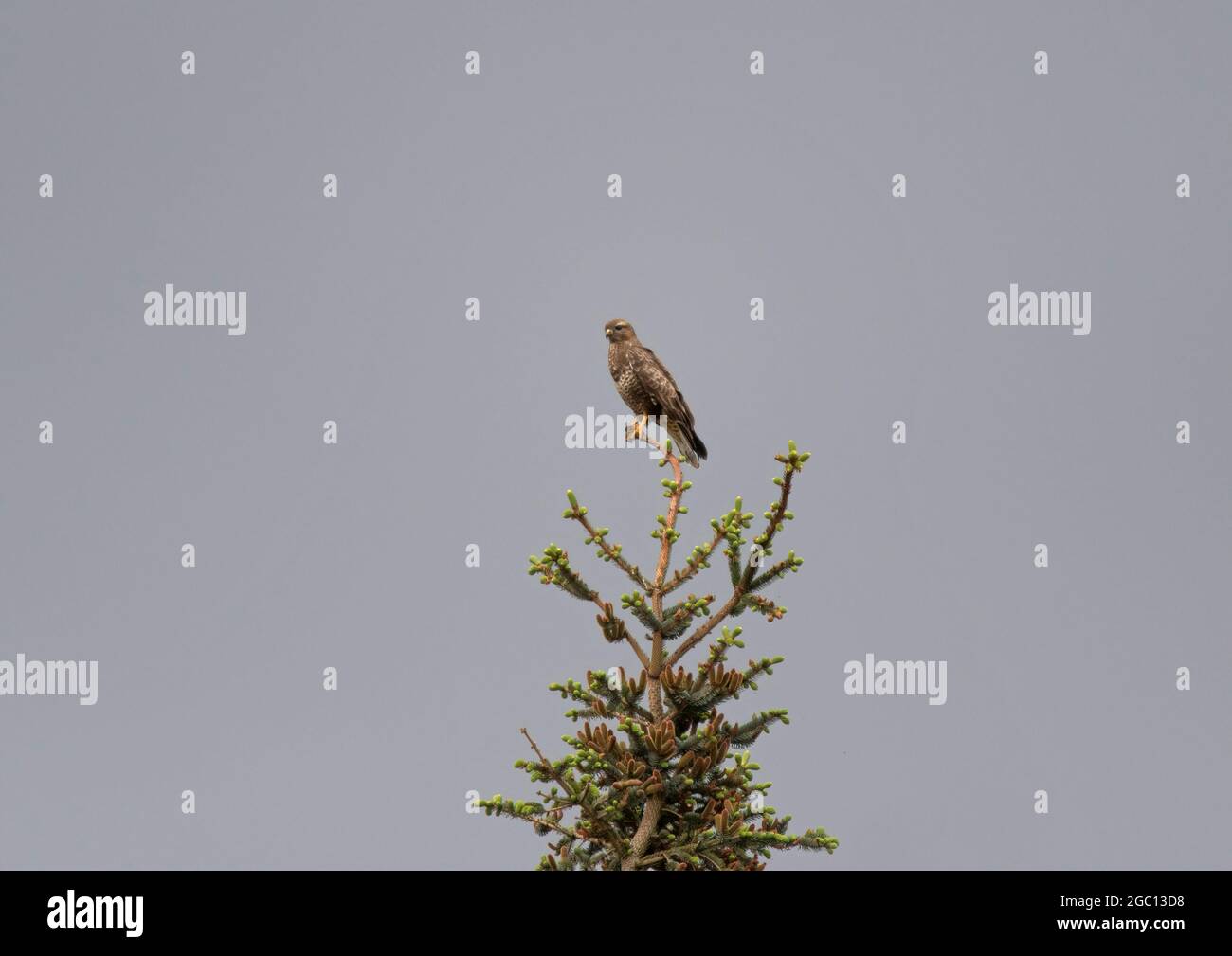 Common buzzard, buteo buteo, on treetop, Mull, Scotland Stock Photo - Alamy