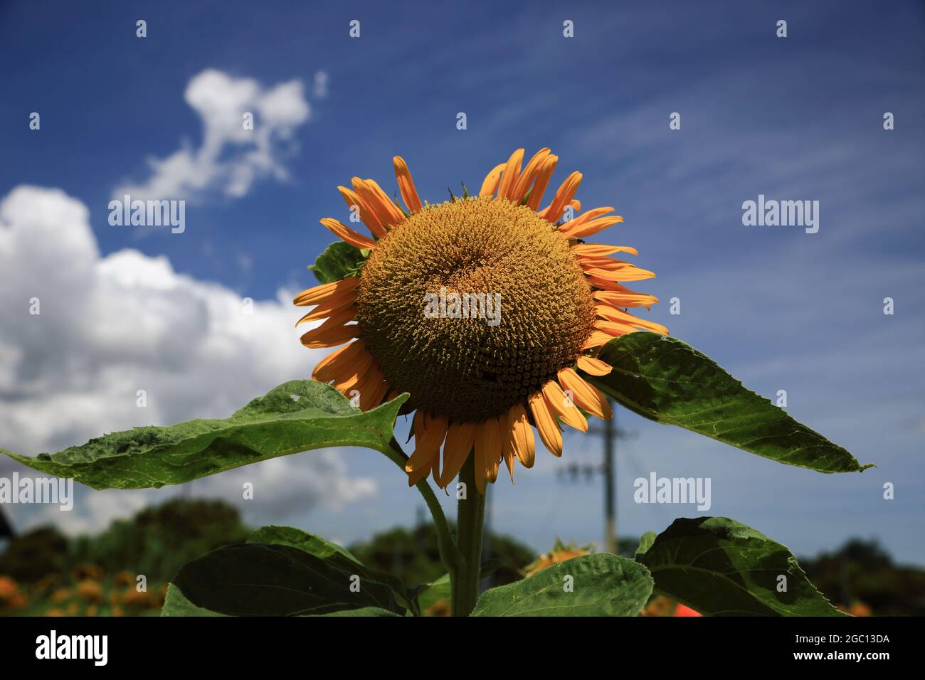 Wallpaper sunflower hi-res stock photography and images - Alamy