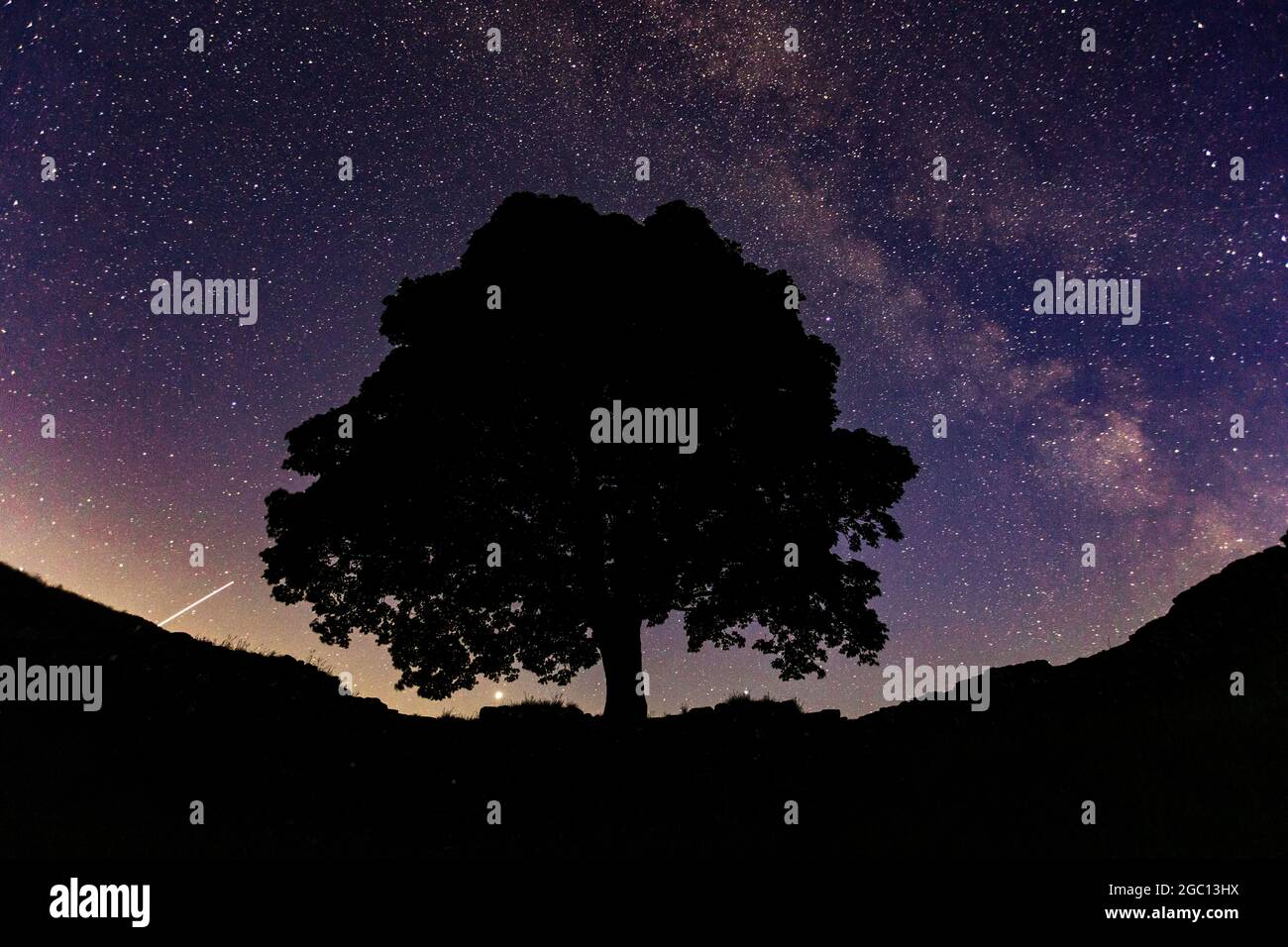 Sycamore trees night hi-res stock photography and images - Alamy