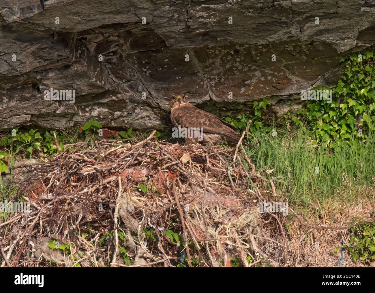 Buteo buteo common buzzard nest hi-res stock photography and images - Alamy