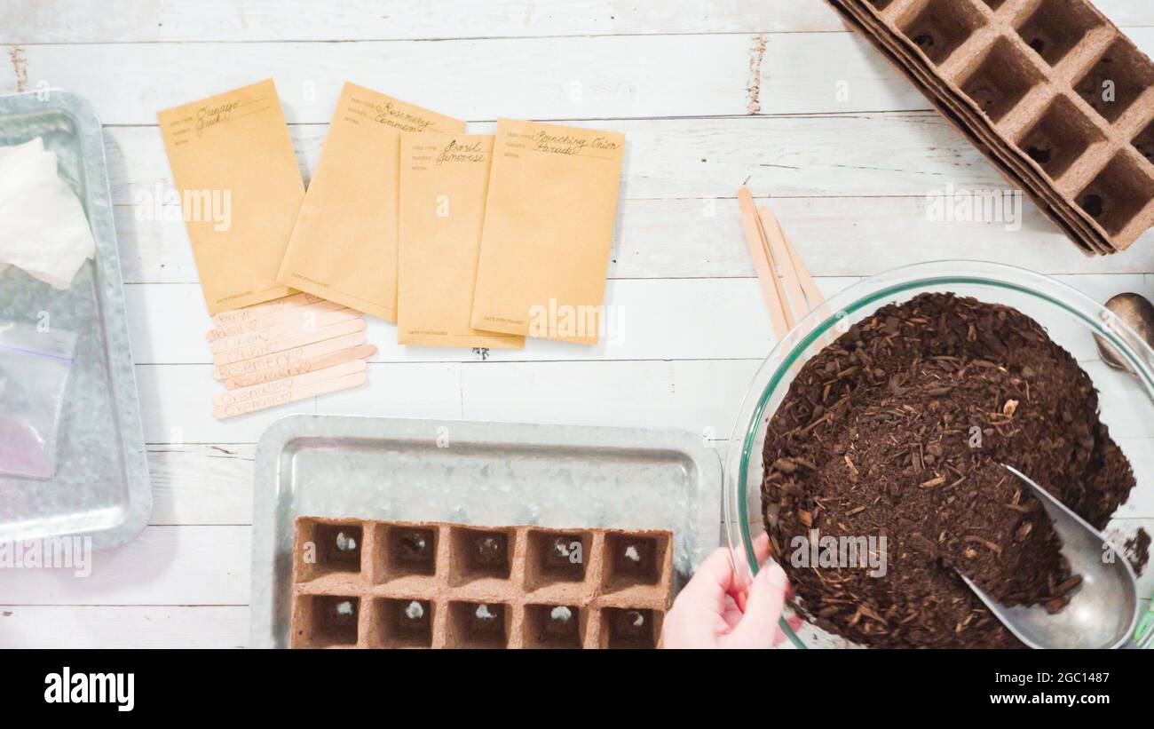 Flat lay. Planting seeds into small containers to start an indoor herb ...