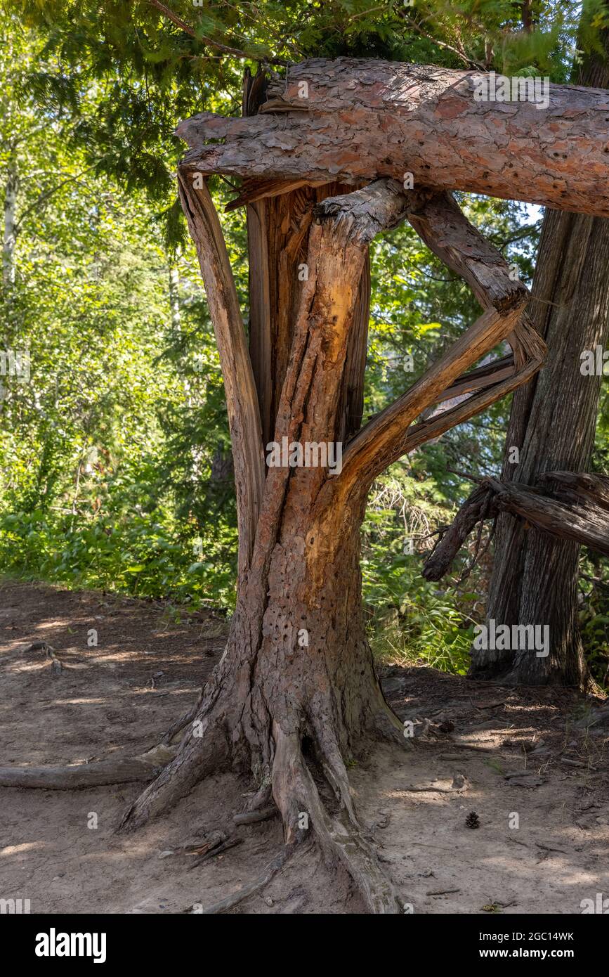 A fallen pine tree with split bark Stock Photo - Alamy