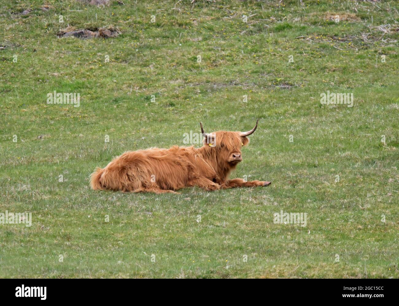Highland Cow, sat in field, Mull, Scotland Stock Photo - Alamy