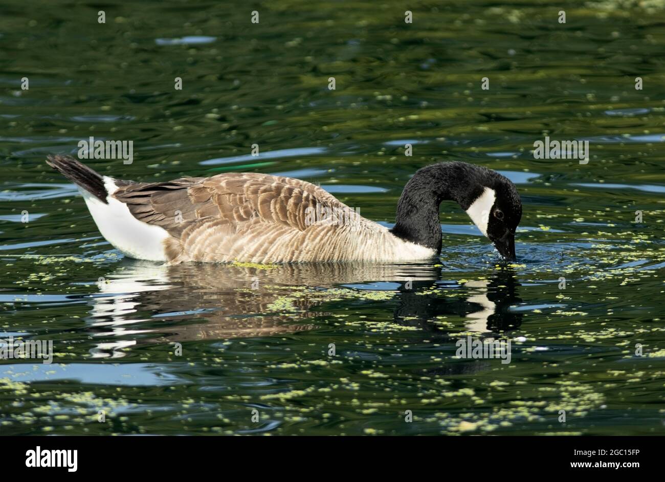 The Canada Goose was introduced to the UK in the 17th Century. They are ...