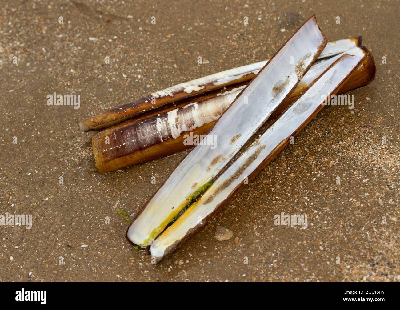 The Pod Razor Shell is still common in areas where commercial ...