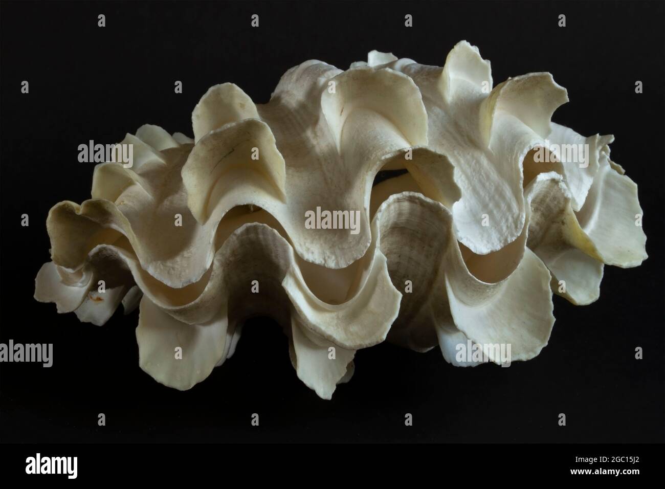 One of only two species of Giant Clams found in the Western Indian ...