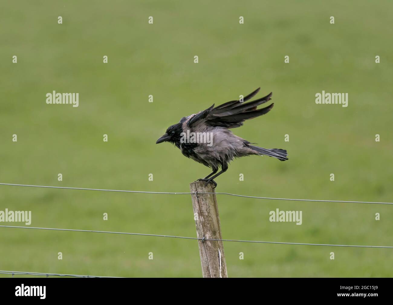 Hooded crow scotland High Resolution Stock Photography and Images - Alamy