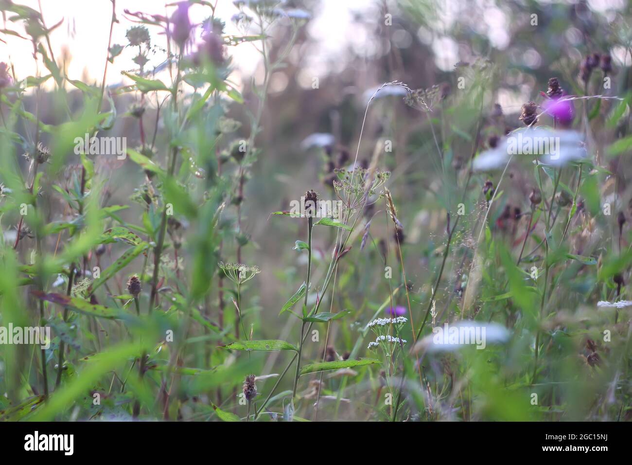 Wild flowers growing in summer meadow Stock Photo - Alamy