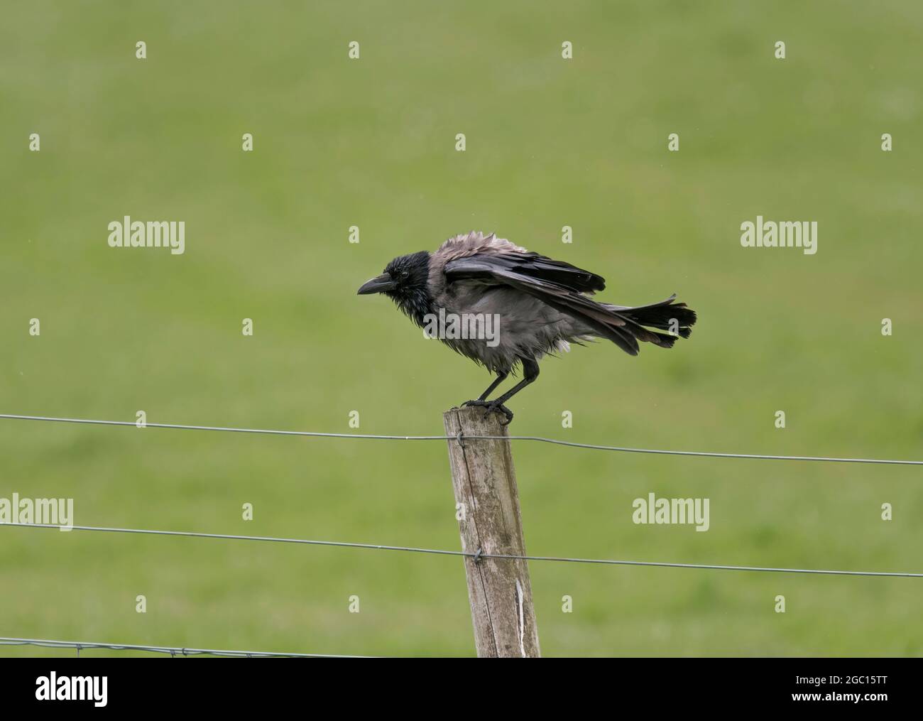 Hooded crow scotland hi-res stock photography and images - Alamy