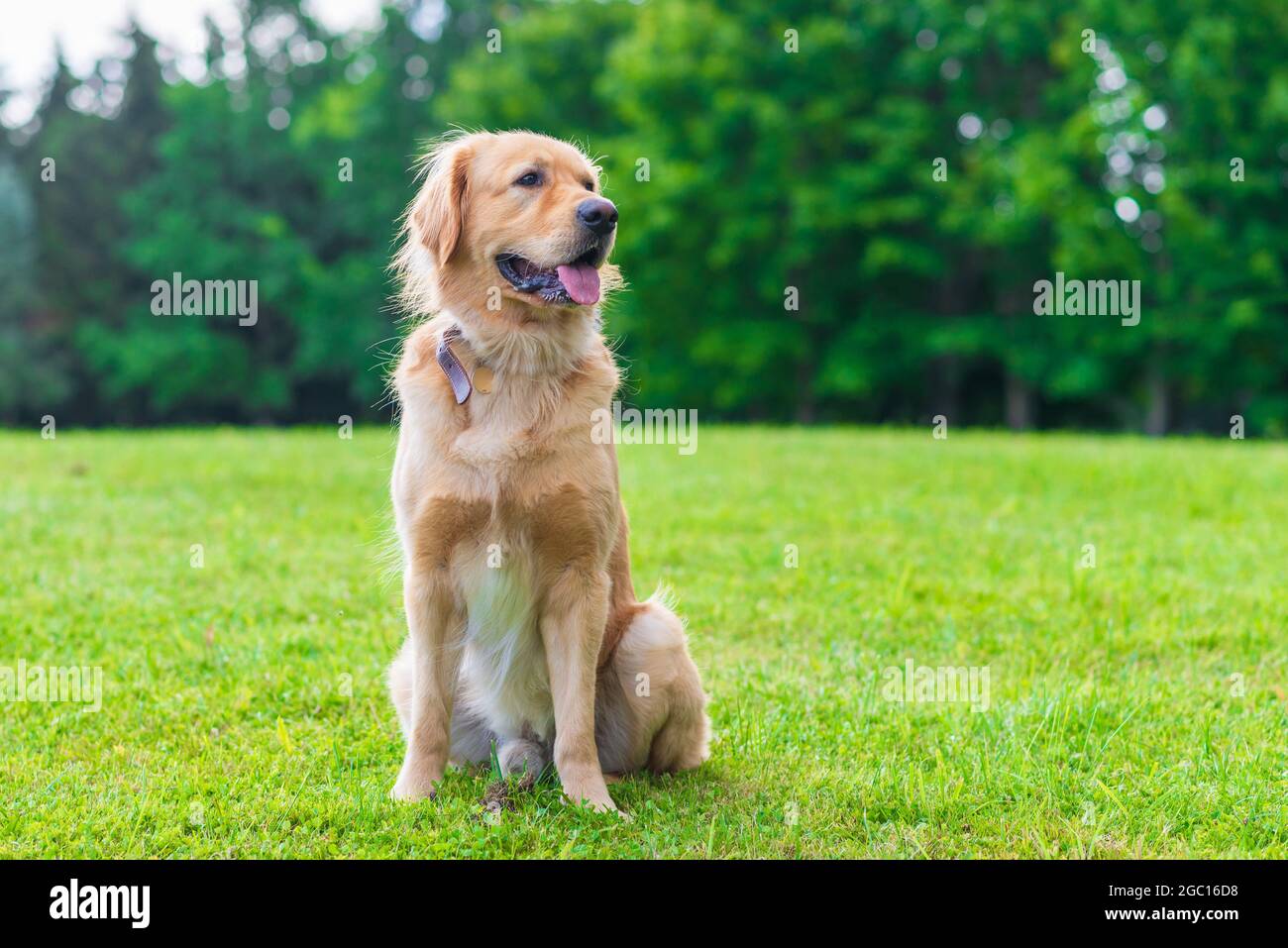 Golden Retriever dog enjoying outdoors at green grass field at sunset ...