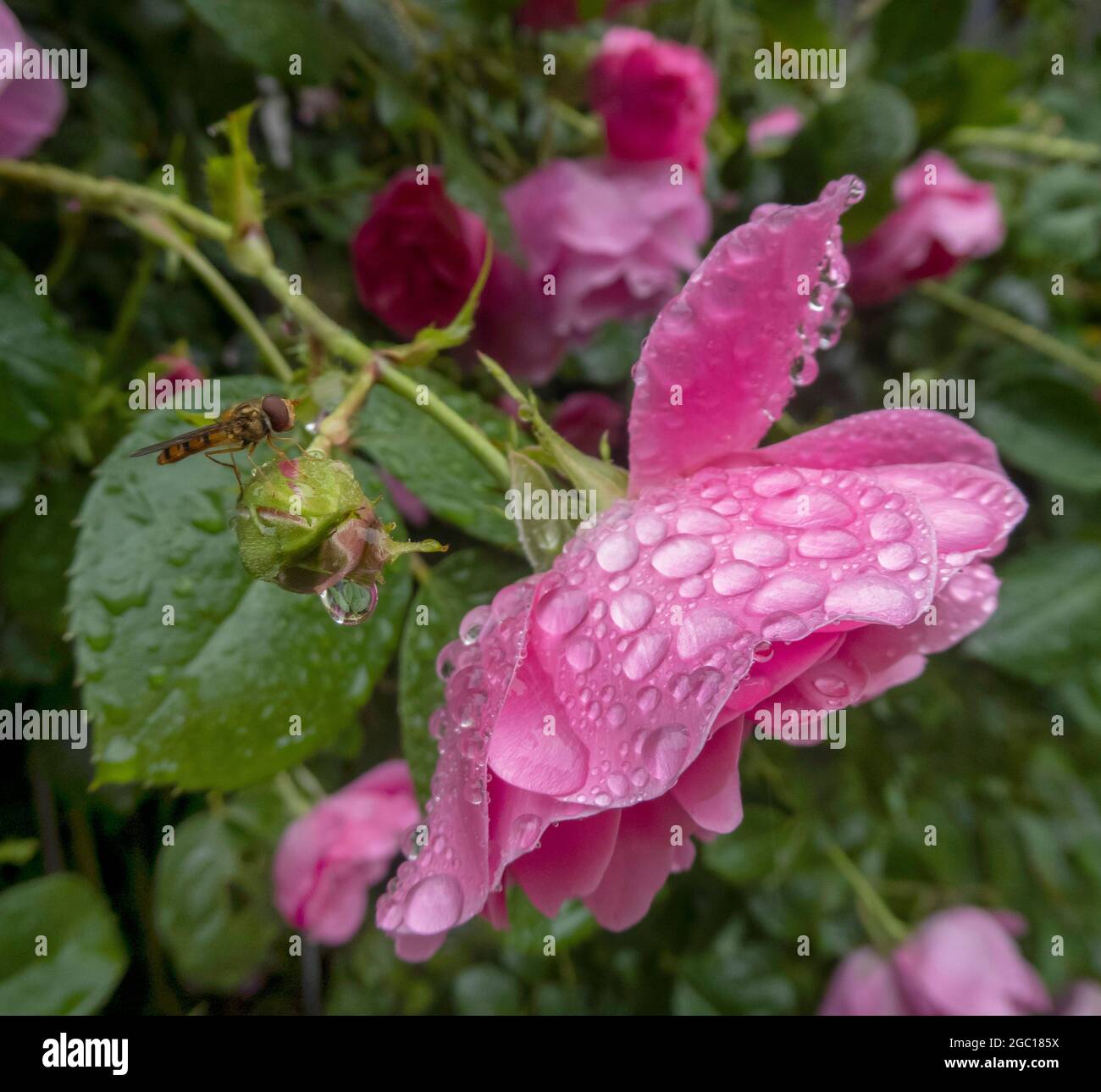 Rose flies hi-res stock photography and images - Alamy