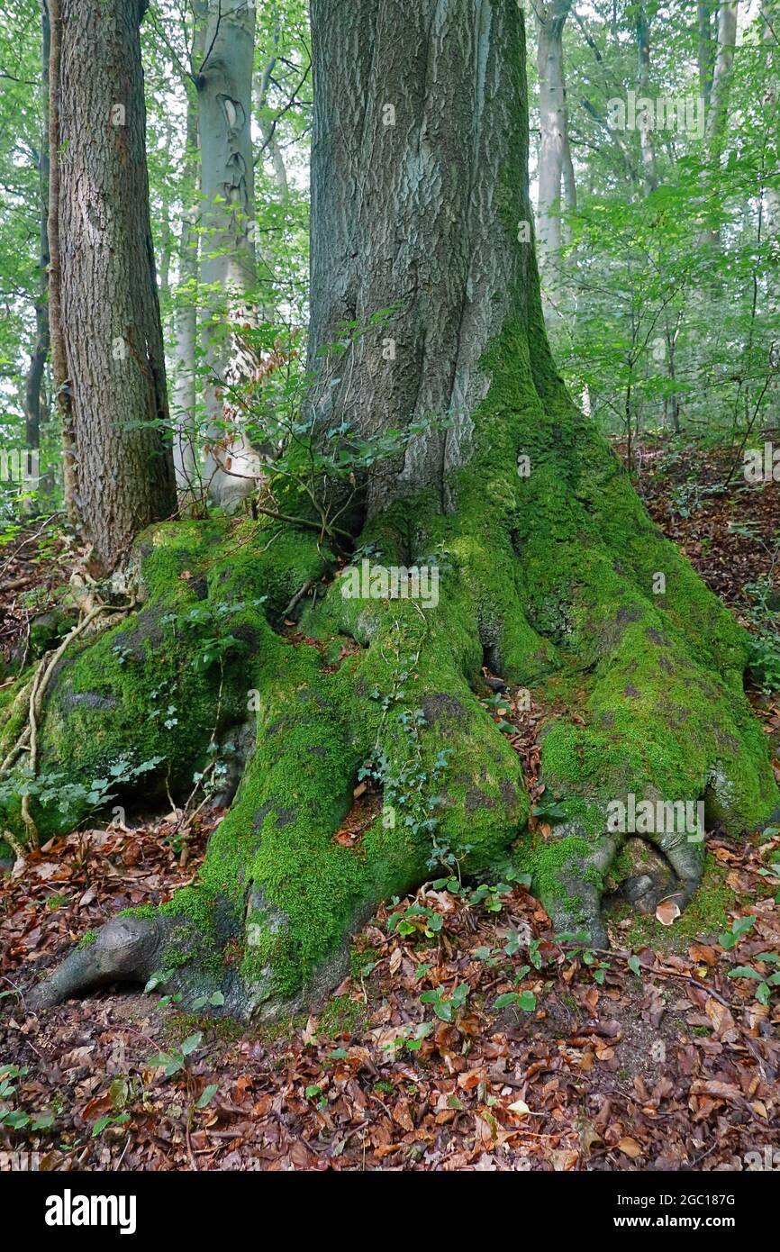 Mossy roots hi-res stock photography and images - Alamy