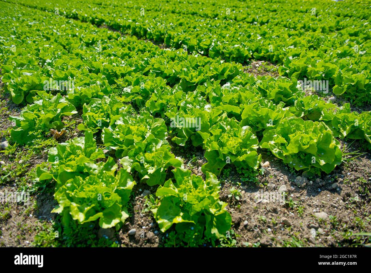 Lettuce field hi-res stock photography and images - Alamy