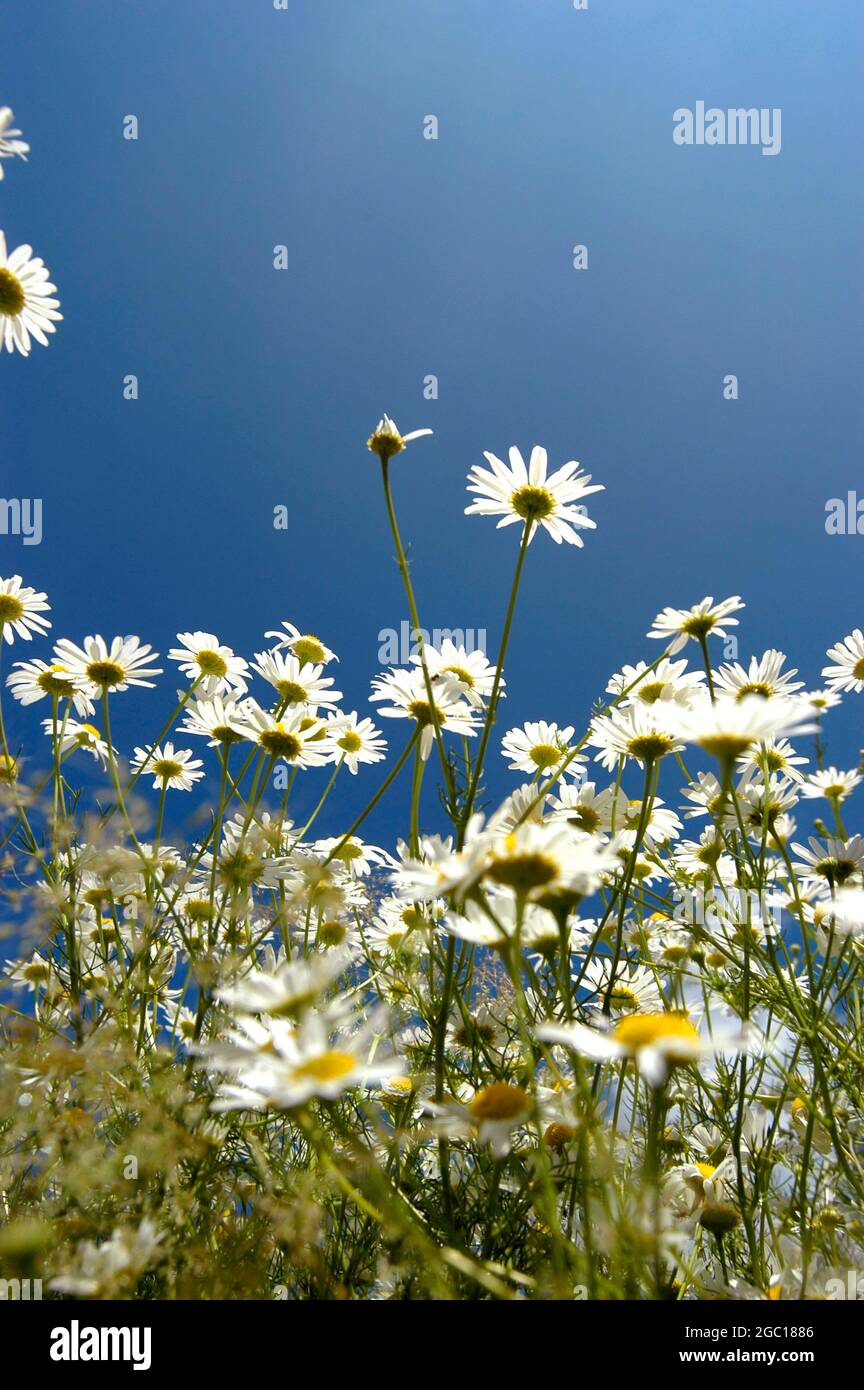Scentless mayweed, Scentless chamomile (Tripleurospermum perforatum ...